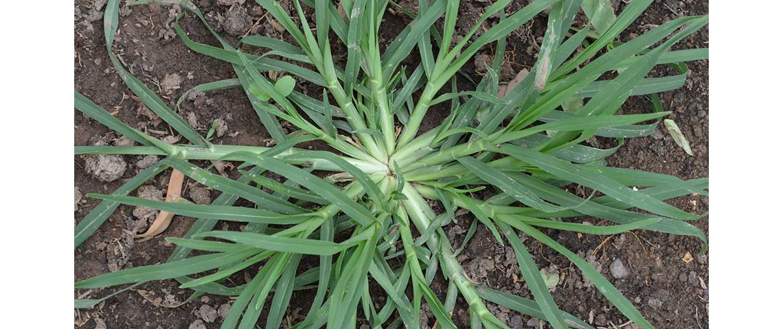 Goosegrass